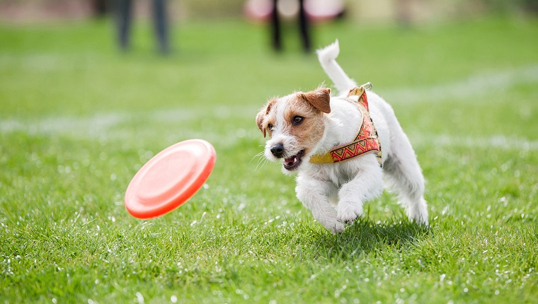Dog Games: Fun Ways To Play With Any Dog Based On Their Personality ...