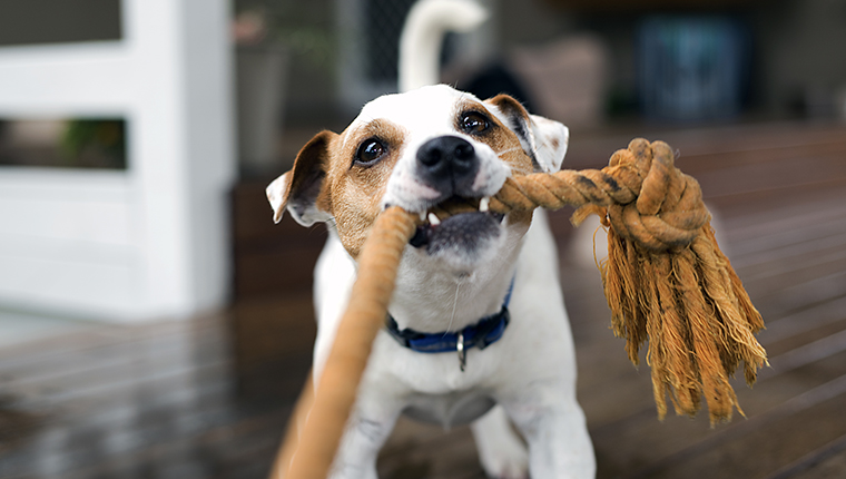 Dog Games: Fun Ways To Play With Any Dog Based On Their Personality ...