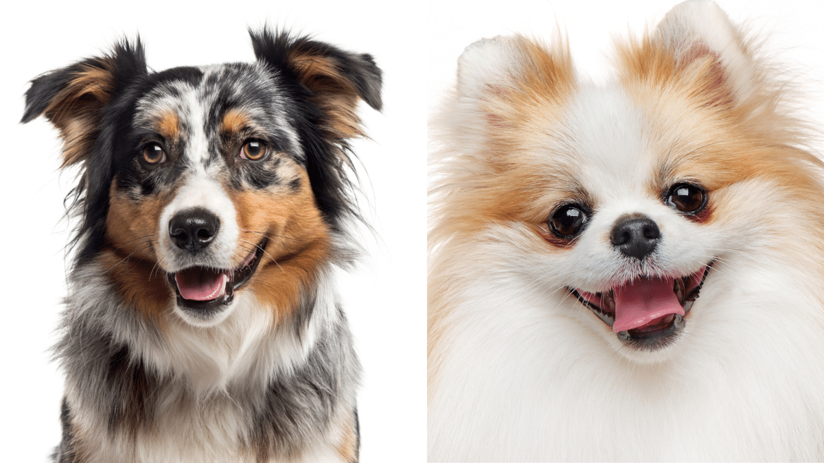 Aussiepom Dog Breed Information & Characteristics