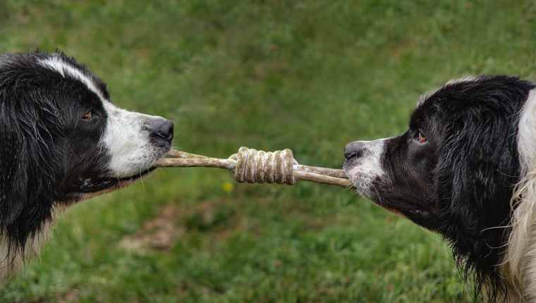 Fur Laughs: Watch Silly Sibling Dogs Talk & Bicker With Each Other ...