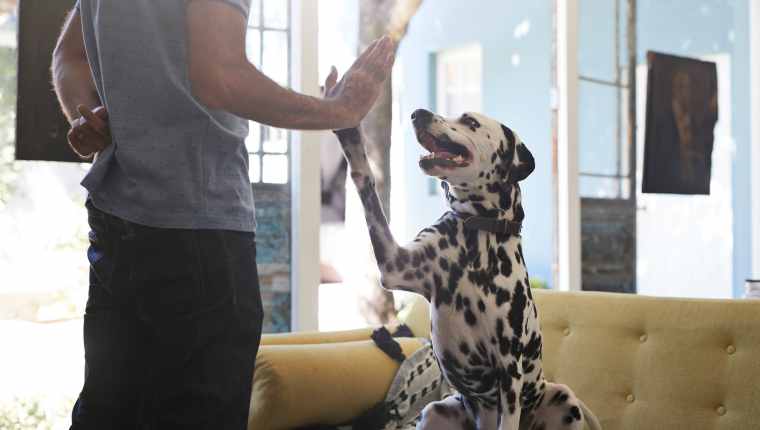 6 Simple Ways To Improve Your Dog's Life - DogTime