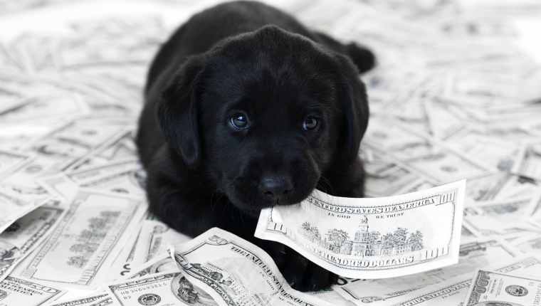 8 Money Saving Tips For Dog Parents - DogTime