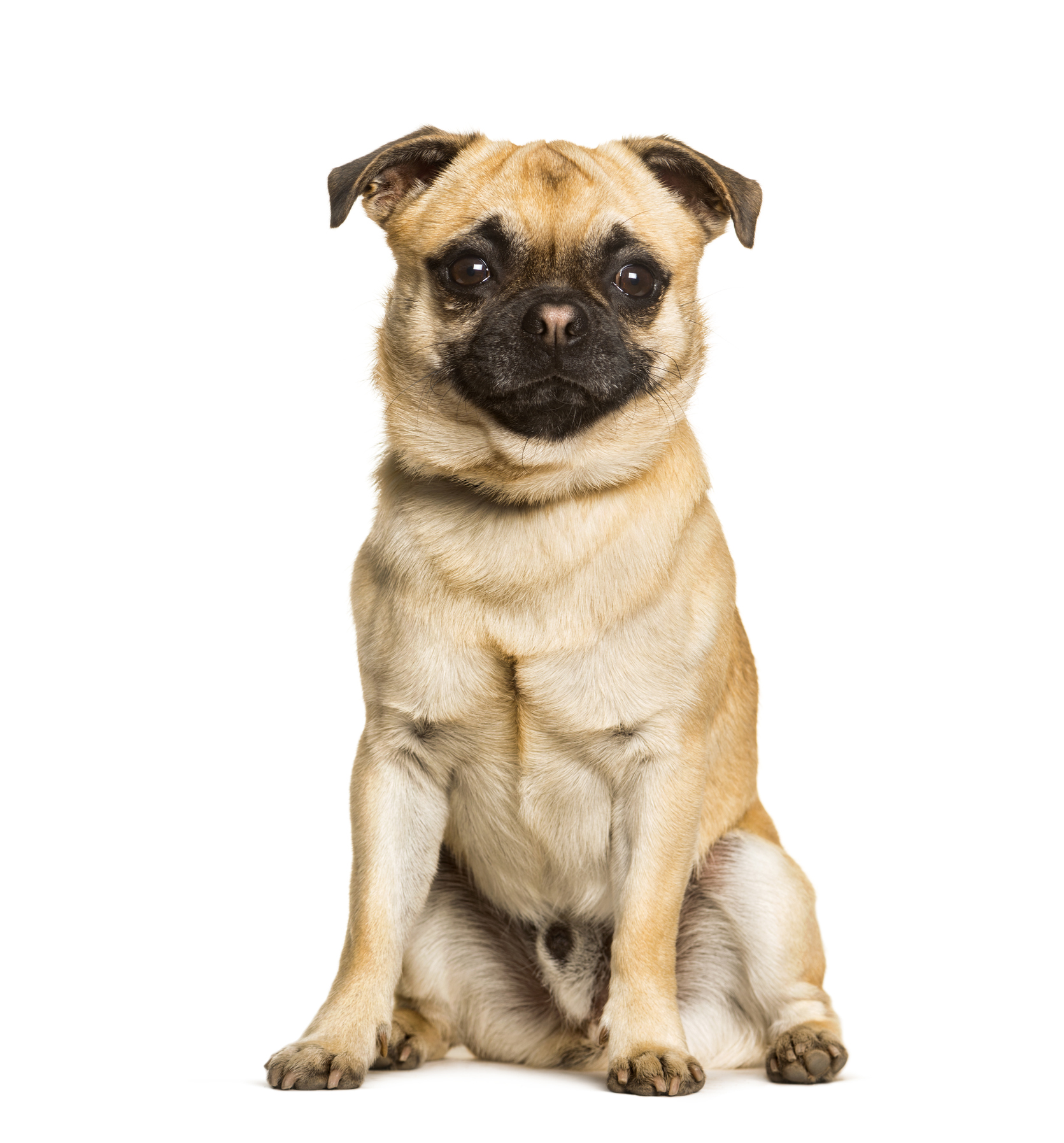 Chug Mixed Dog Breed Information & Characteristics