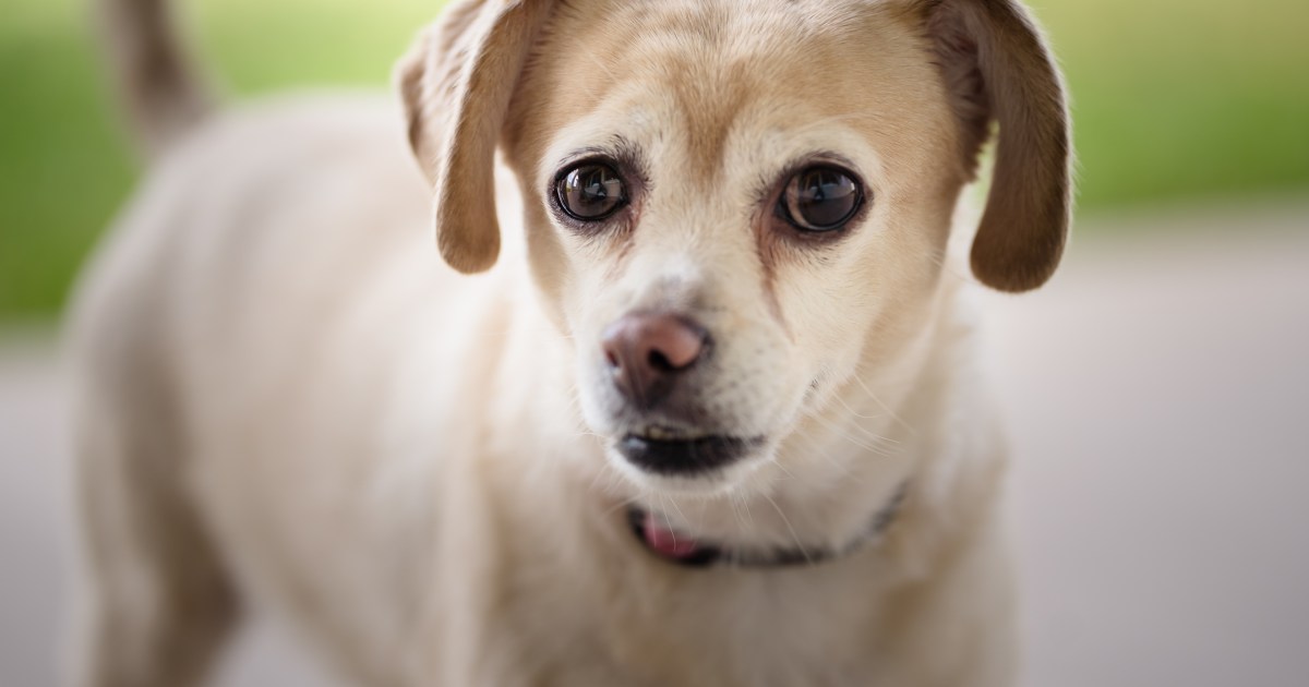 Cheagle Dog Breed Information & Characteristics