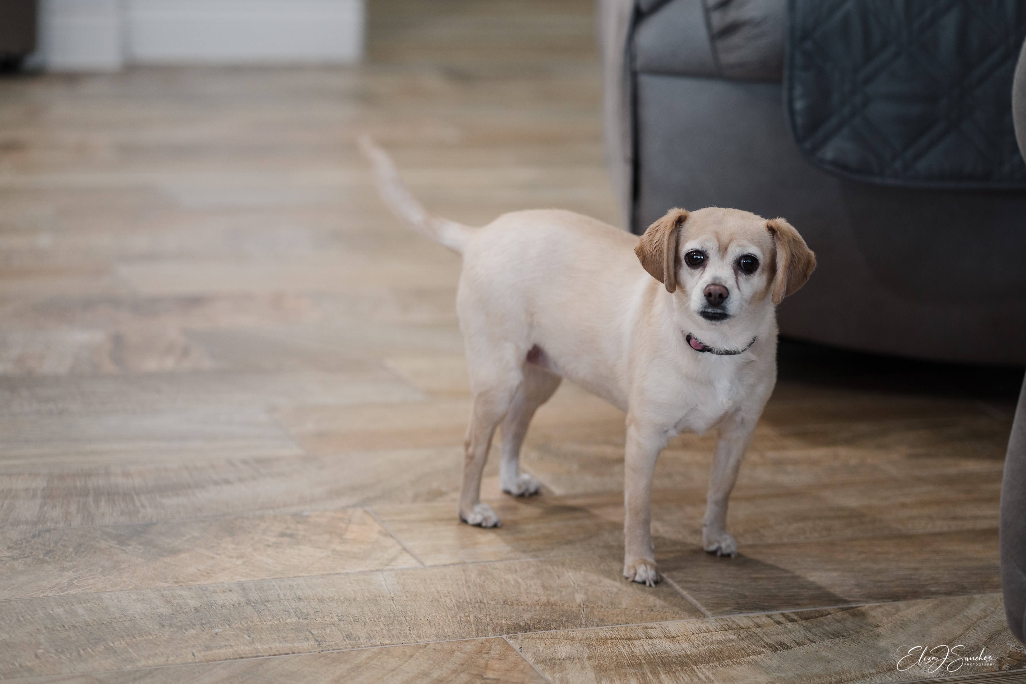 Cheagle Dog Breed Information & Characteristics