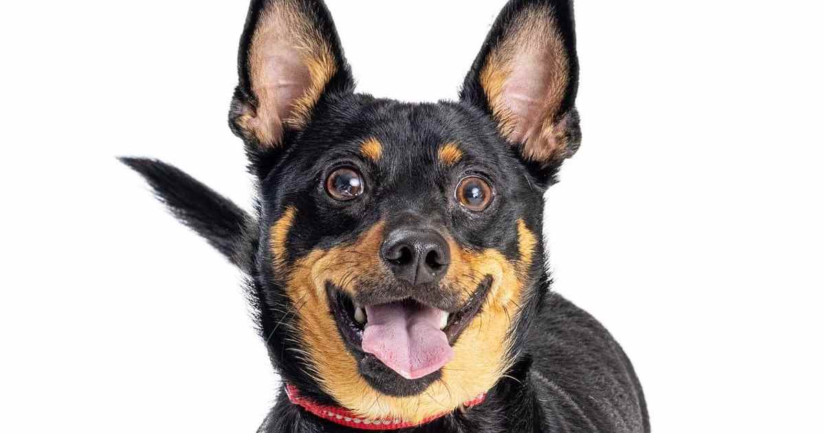 Chipin Dog Breed Information & Characteristics