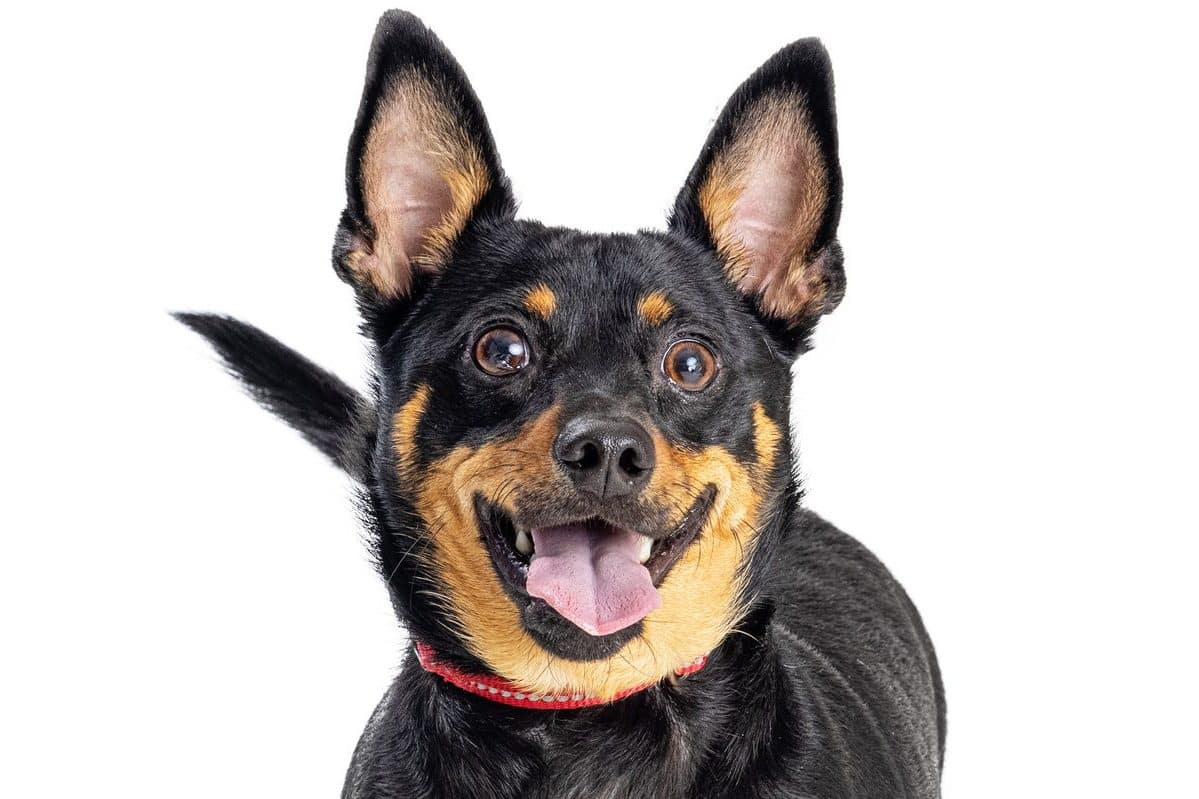 Chipin Dog Breed Information & Characteristics