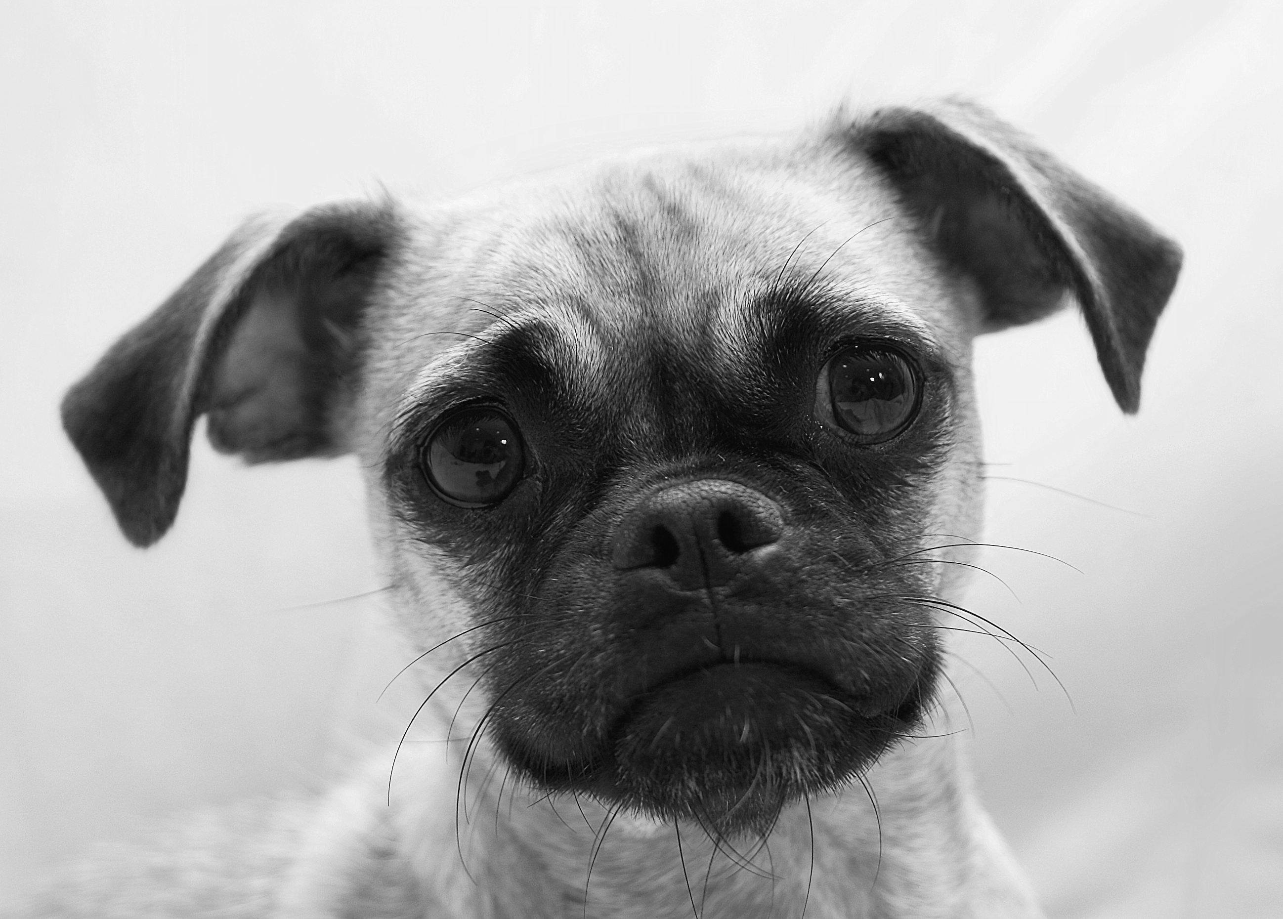 Chug Mixed Dog Breed Information & Characteristics