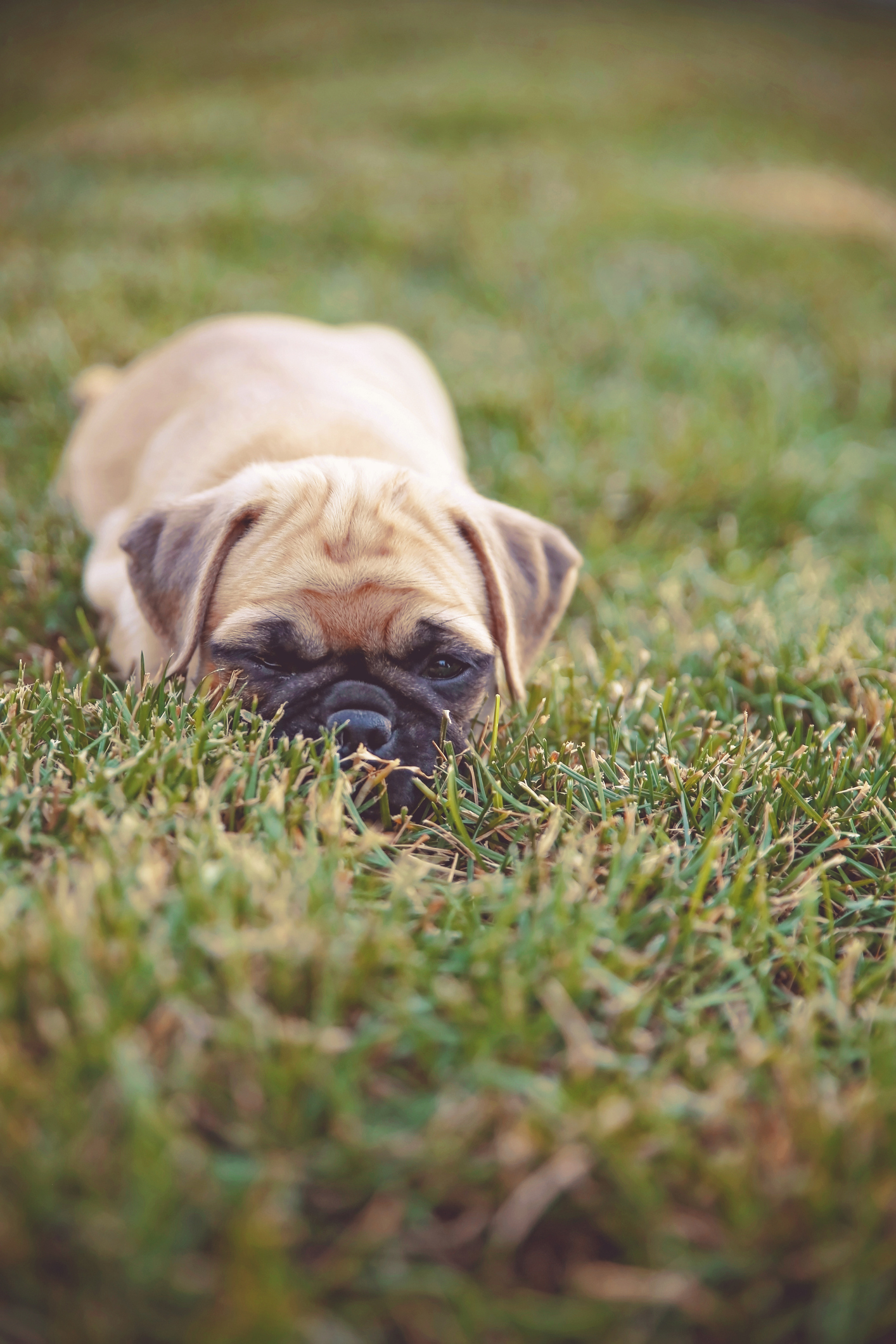 Chug Mixed Dog Breed Information & Characteristics