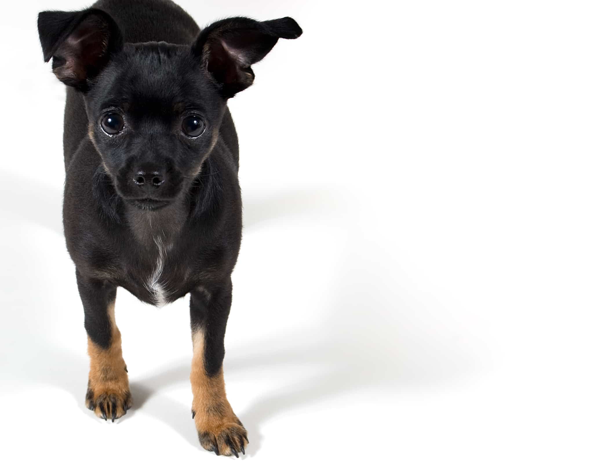 Chipin Dog Breed Information & Characteristics