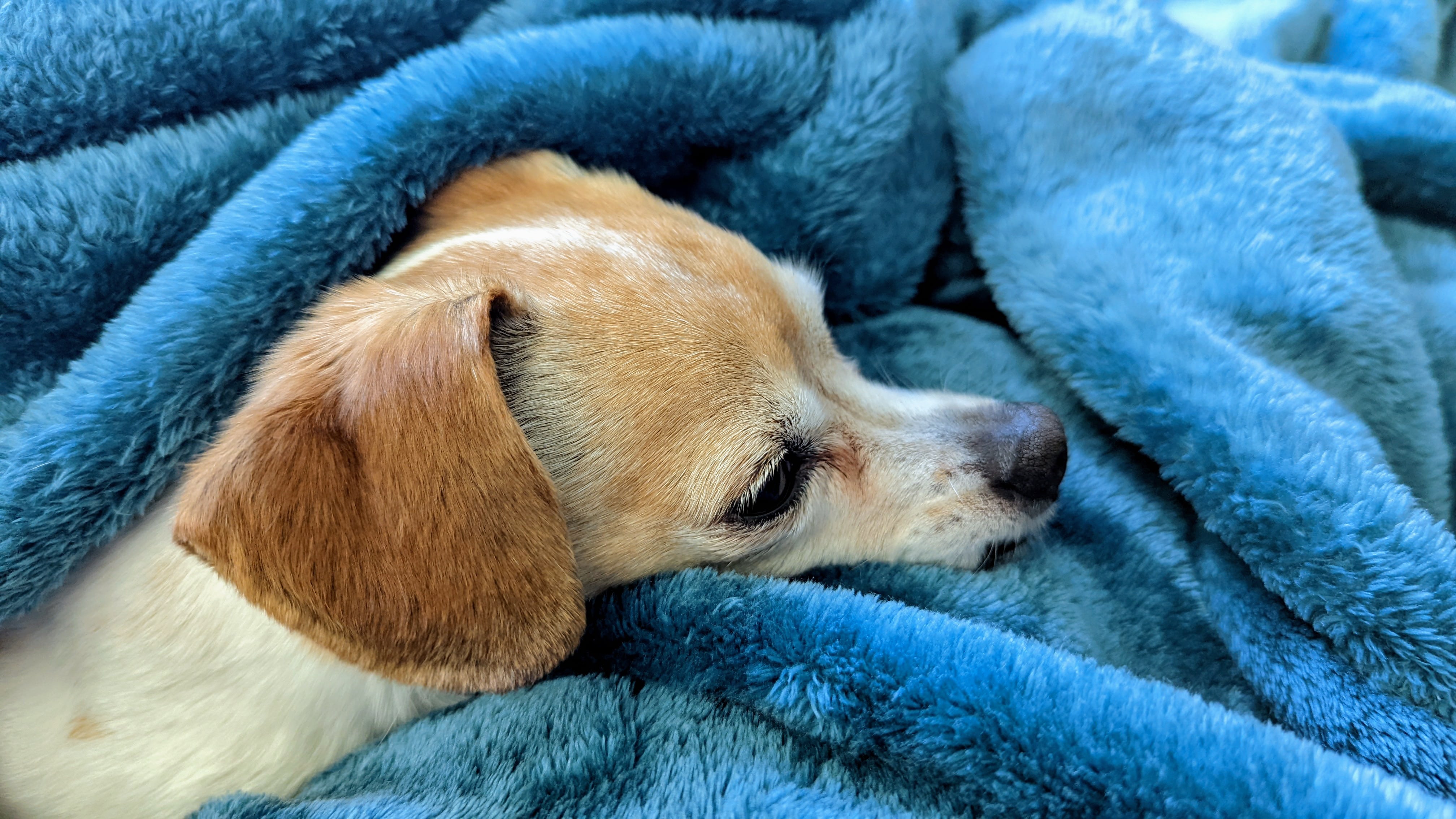 Cheagle Dog Breed Information & Characteristics