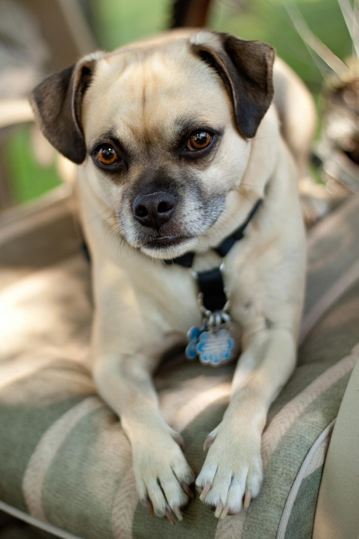 Chug Mixed Dog Breed Information & Characteristics
