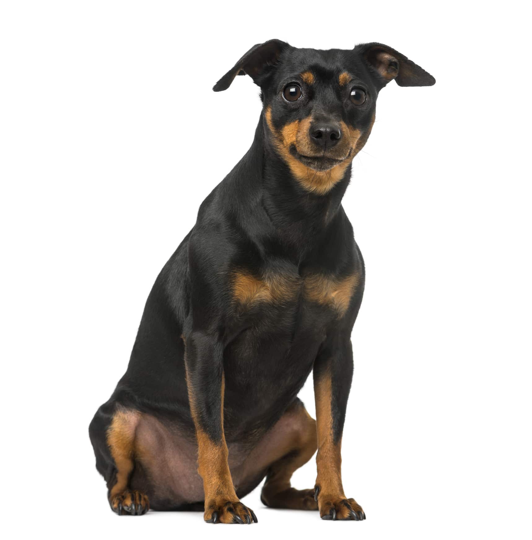 Chipin Dog Breed Information & Characteristics