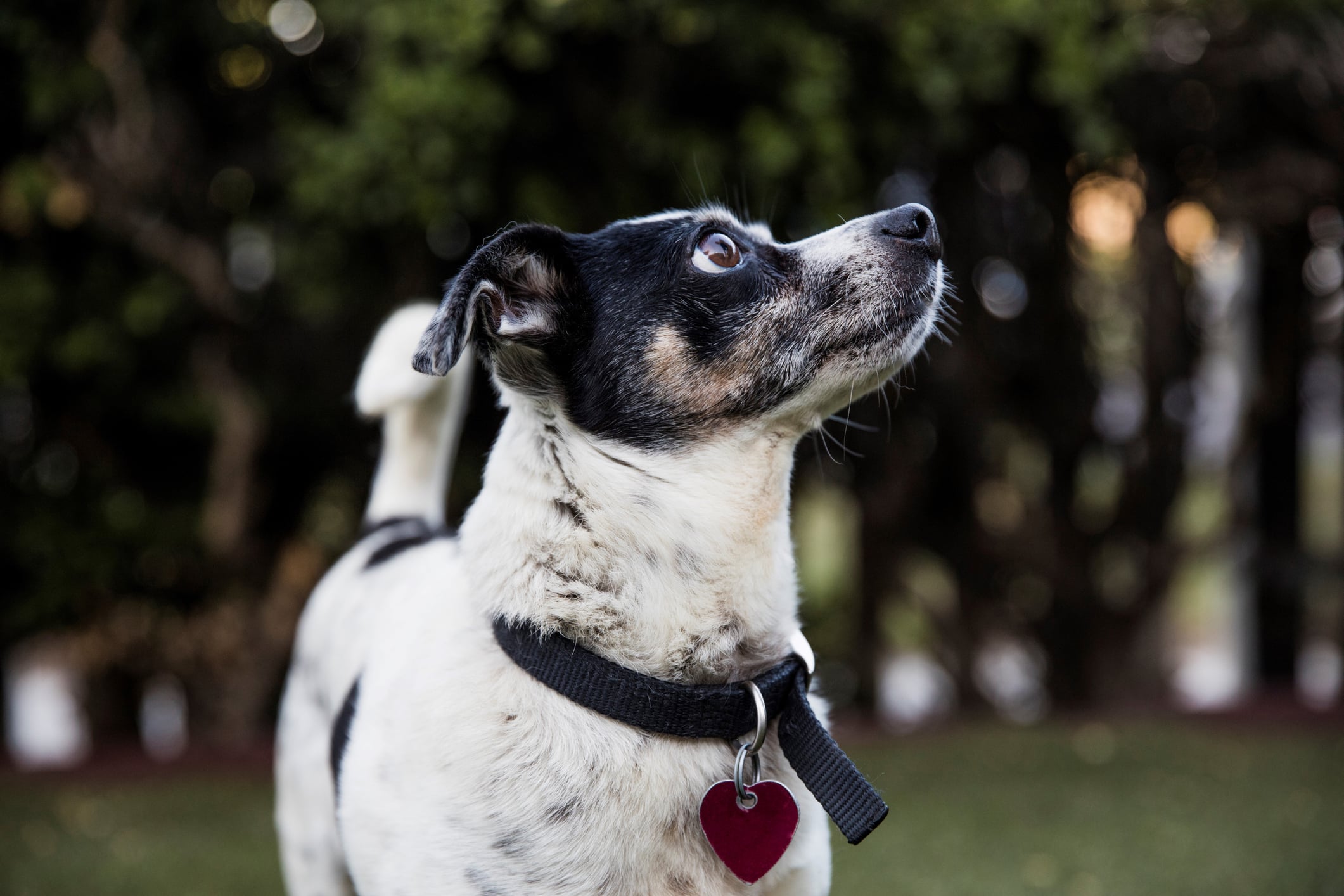 Cheagle Dog Breed Information & Characteristics