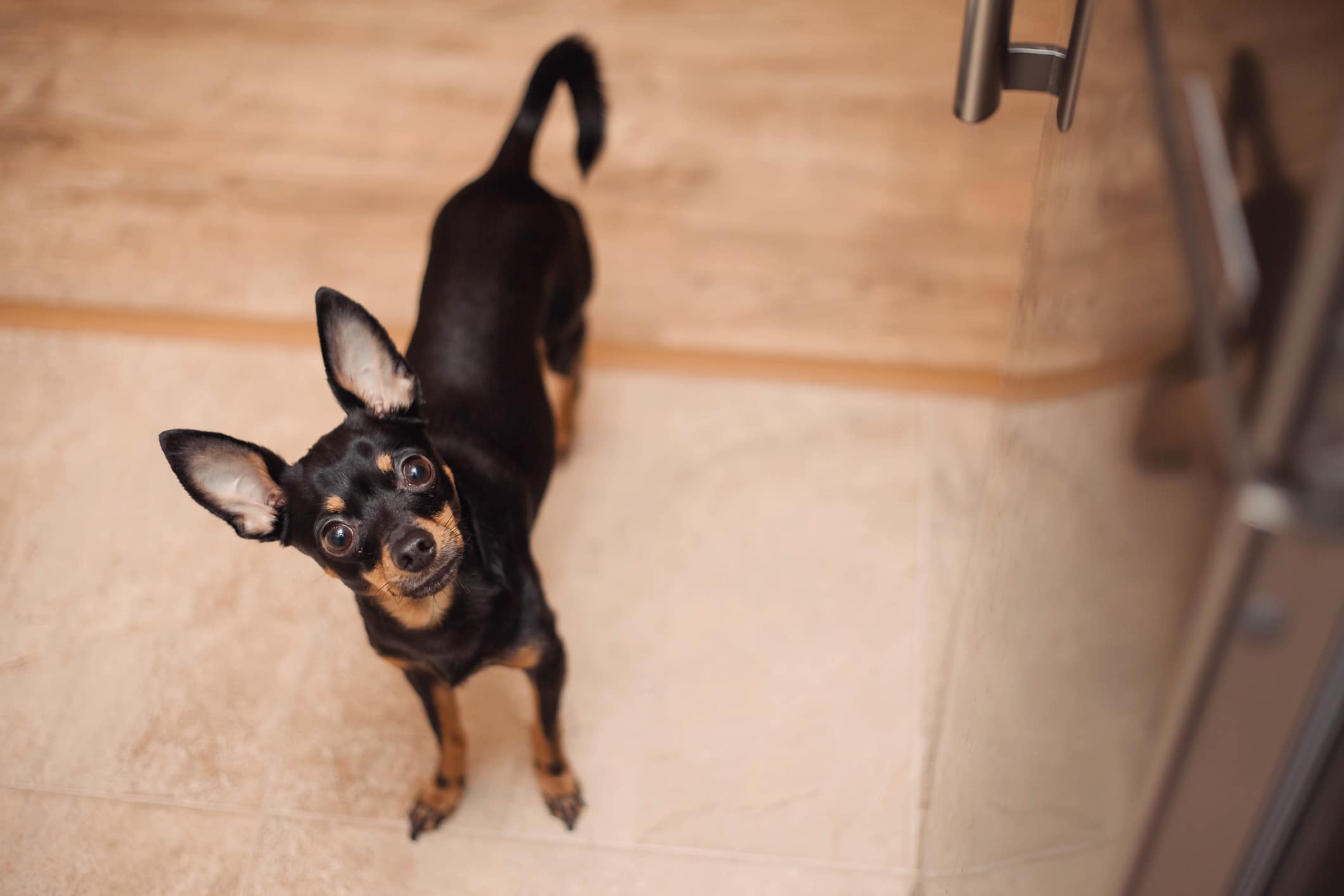 Chipin Dog Breed Information & Characteristics