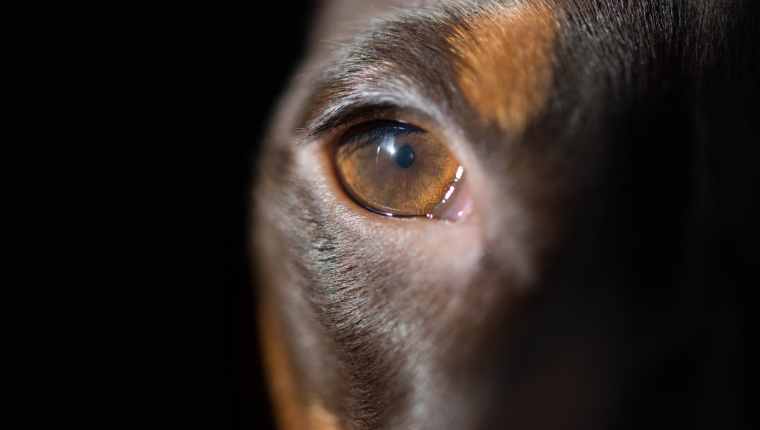 Dogs Evolved 'Puppy Dog Eyes' To Help Get Along With Humans - DogTime