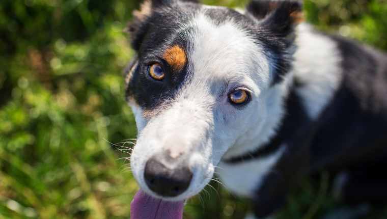 Dogs Evolved 'Puppy Dog Eyes' To Help Get Along With Humans - DogTime
