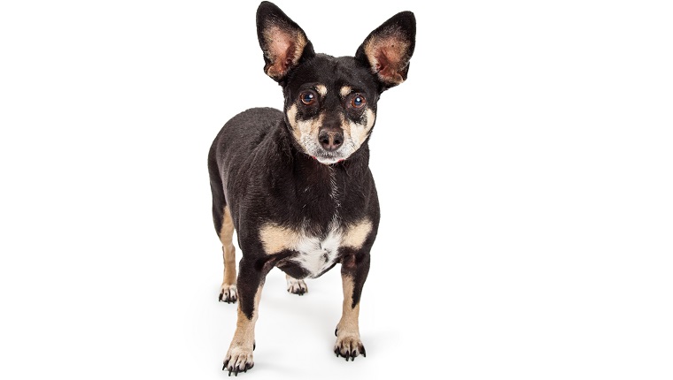 Chipin Mixed Dog Breed Pictures, Characteristics, & Facts