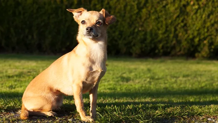 Chiweenie Mixed Dog Breed Pictures, Characteristics, & Facts