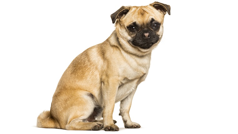 Chug Mixed Dog Breed Pictures, Characteristics, & Facts