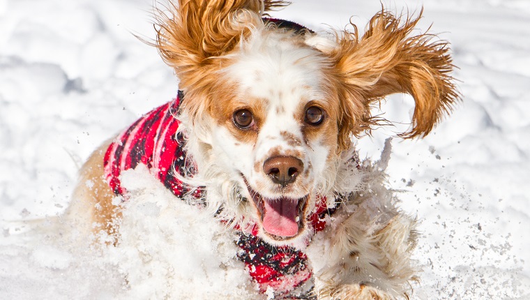 Docker Dog Breed Information & Characteristics