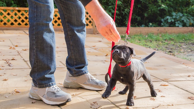 8 Money Saving Tips For Dog Parents - DogTime