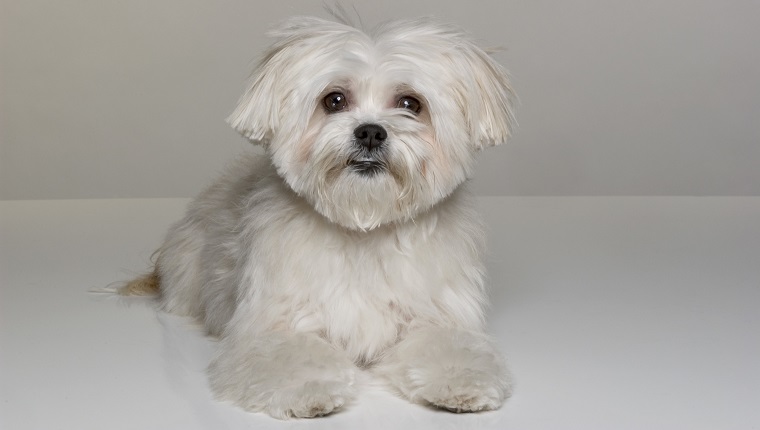 Kyi-Leo Mixed Dog Breed Pictures, Characteristics, & Facts