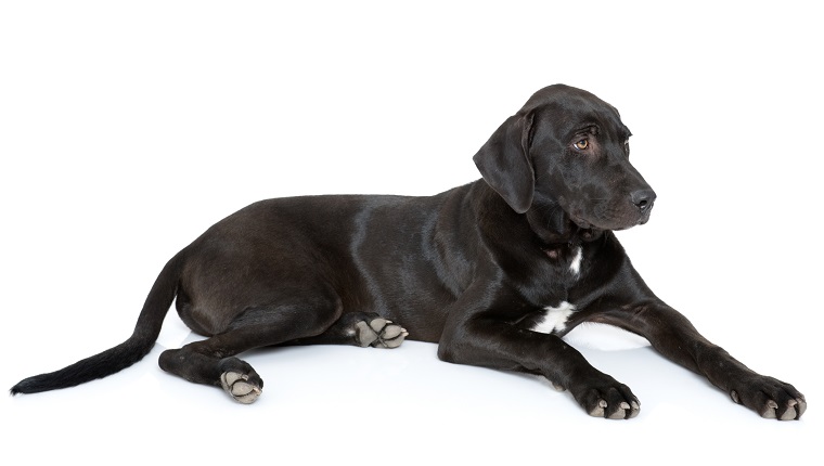 Labradane Mixed Dog Breed Pictures, Characteristics, & Facts
