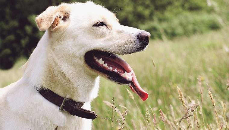 Labsky Mixed Dog Breed Pictures, Characteristics, & Facts