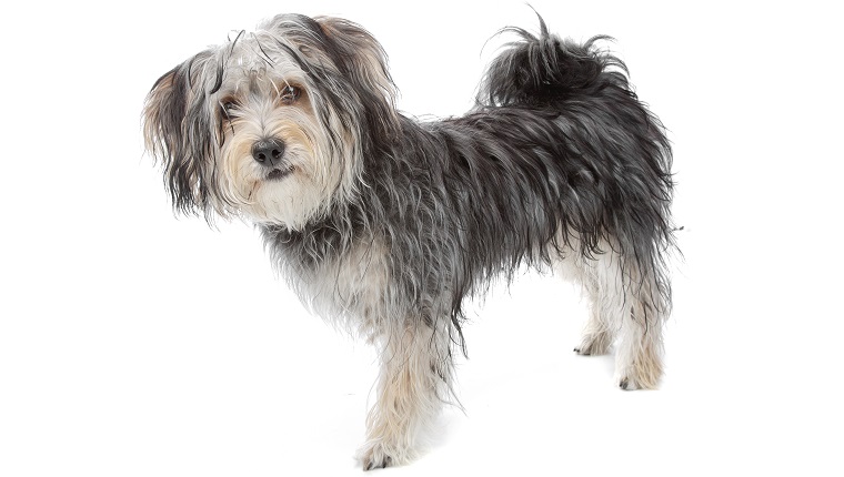 Morkie Mixed Dog Breed Pictures, Characteristics, & Facts