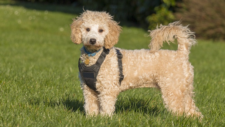 Poochon Mixed Dog Breed Pictures, Characteristics, & Facts