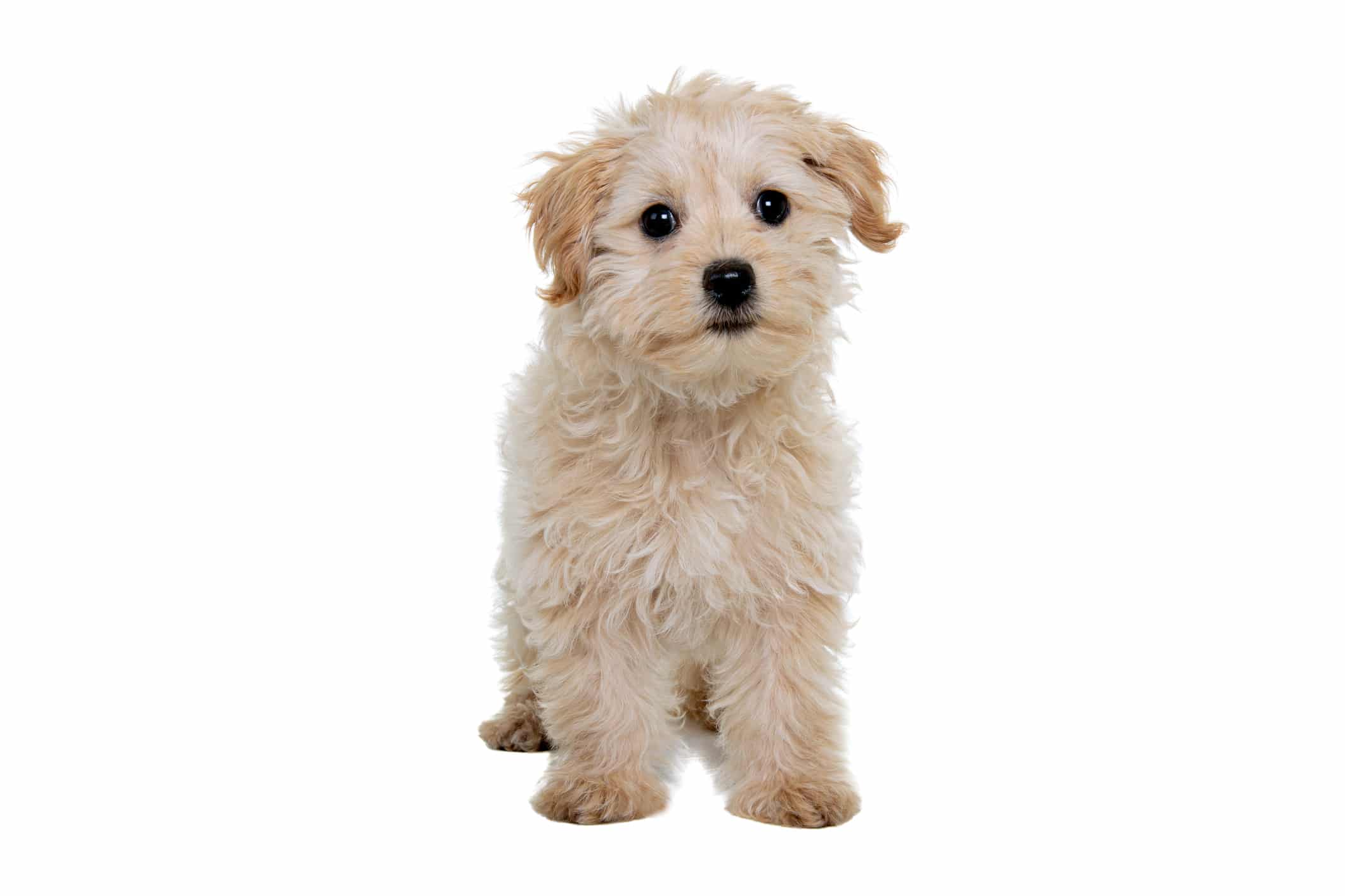 Chi-Poo Dog Breed Information & Characteristics