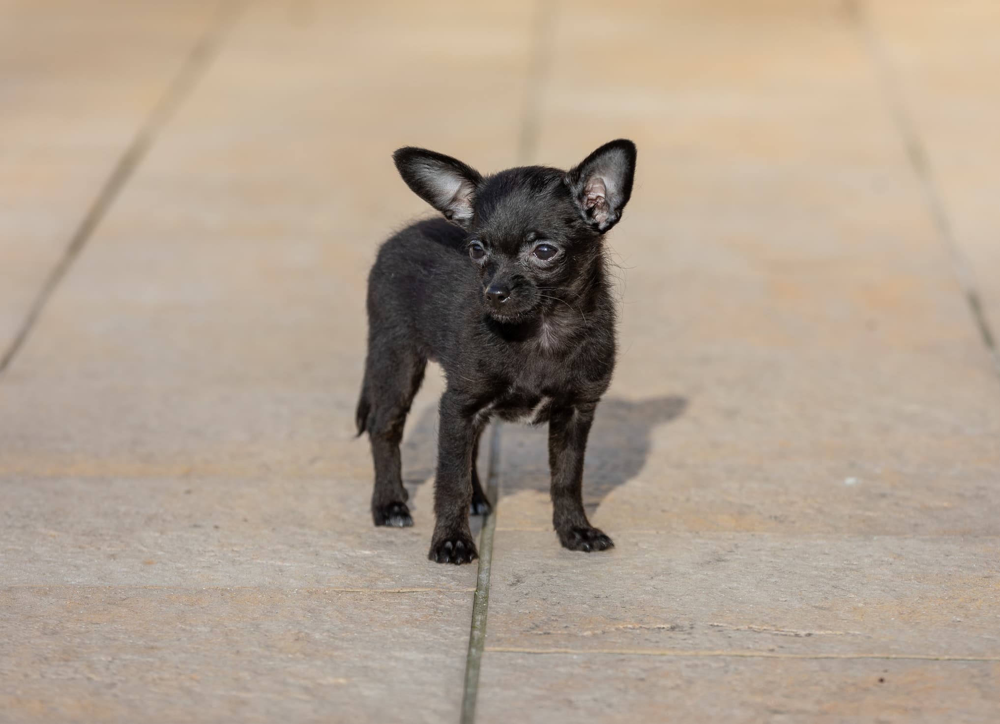 Chi-Poo Dog Breed Information & Characteristics