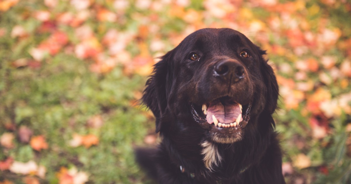 Labernese Dog Breed Information & Characteristics