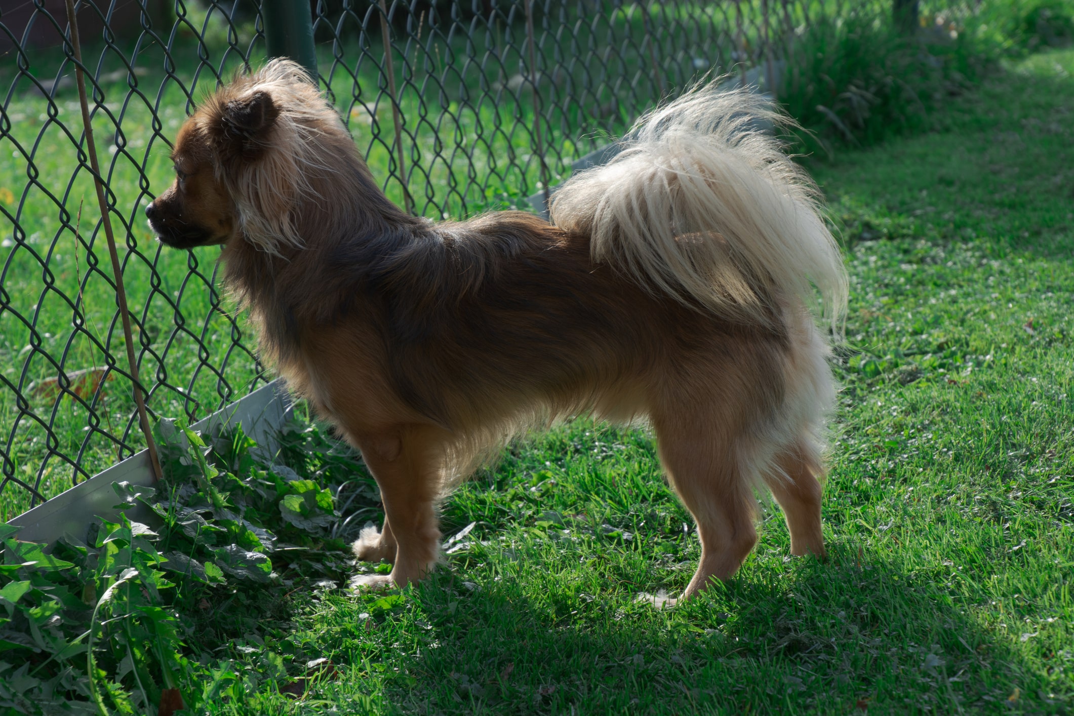 Pomchi Dog Breed Information & Characteristics