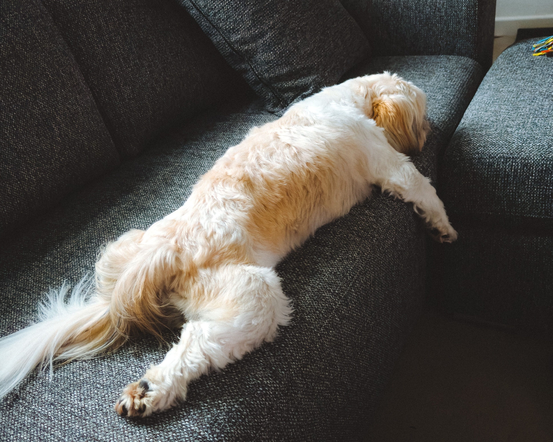 Cavachon Dog Breed Information & Characteristics