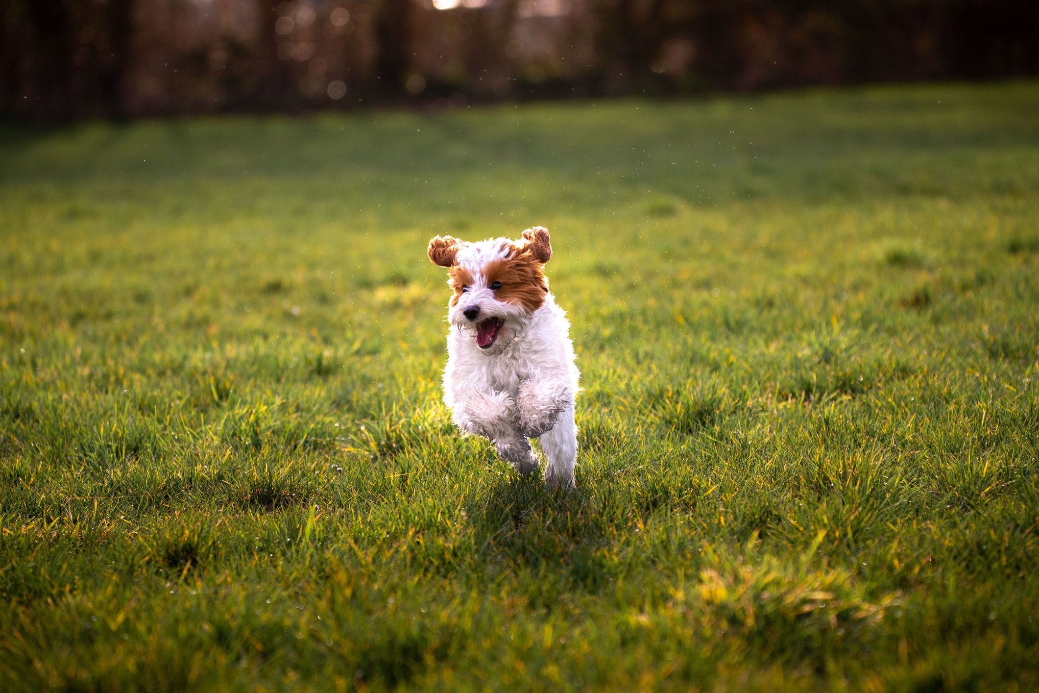 Cavachon Dog Breed Information & Characteristics