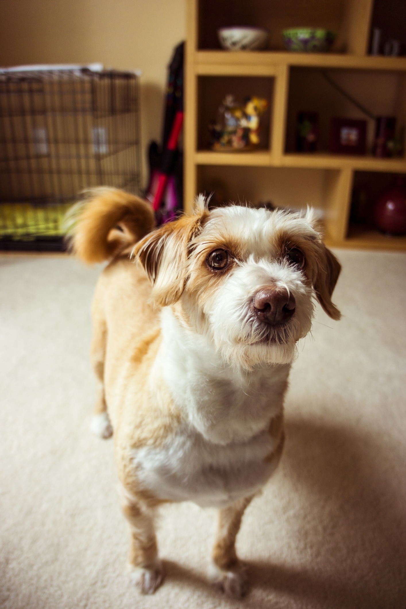 Chi-Poo Dog Breed Information & Characteristics