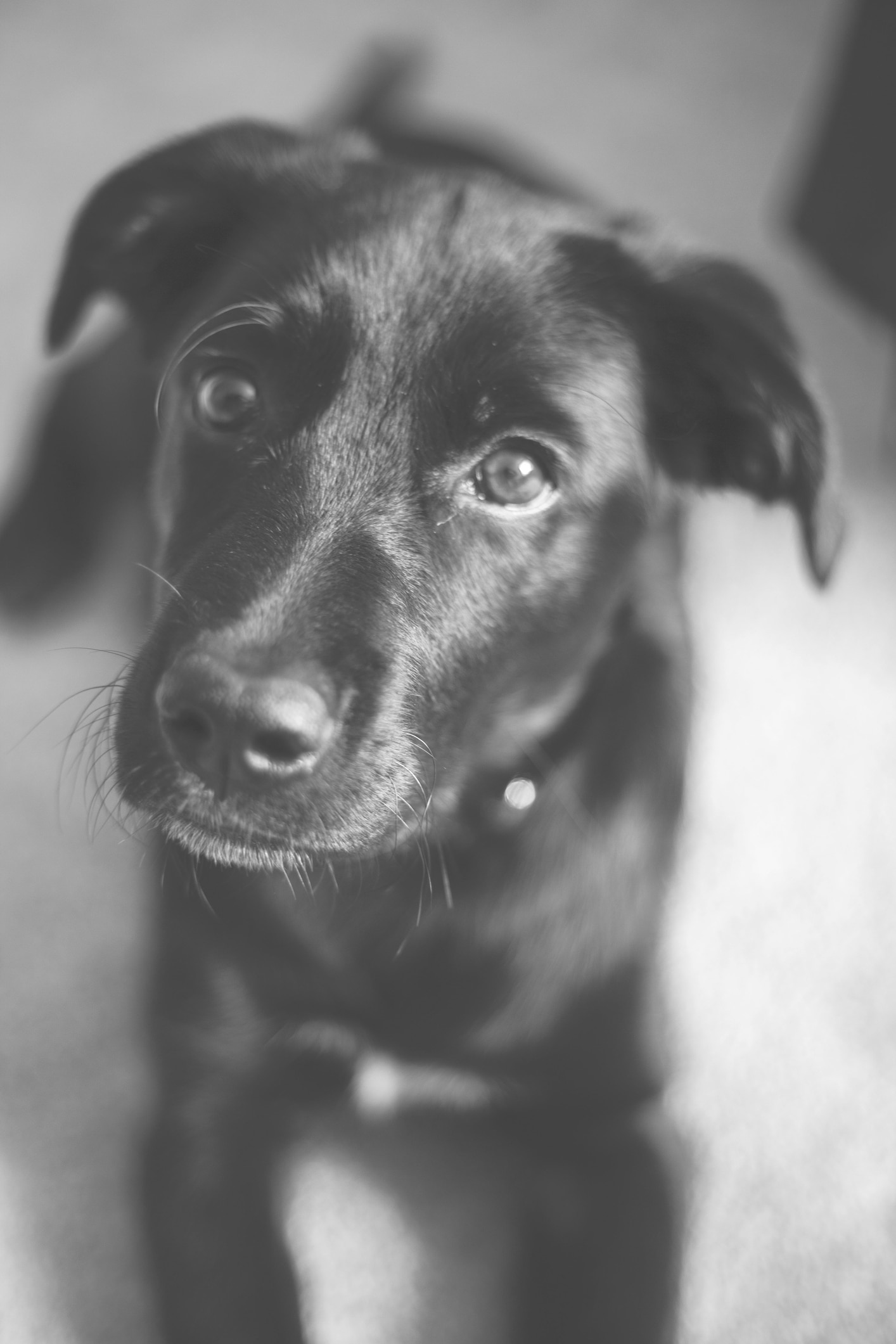 Labernese Dog Breed Information & Characteristics