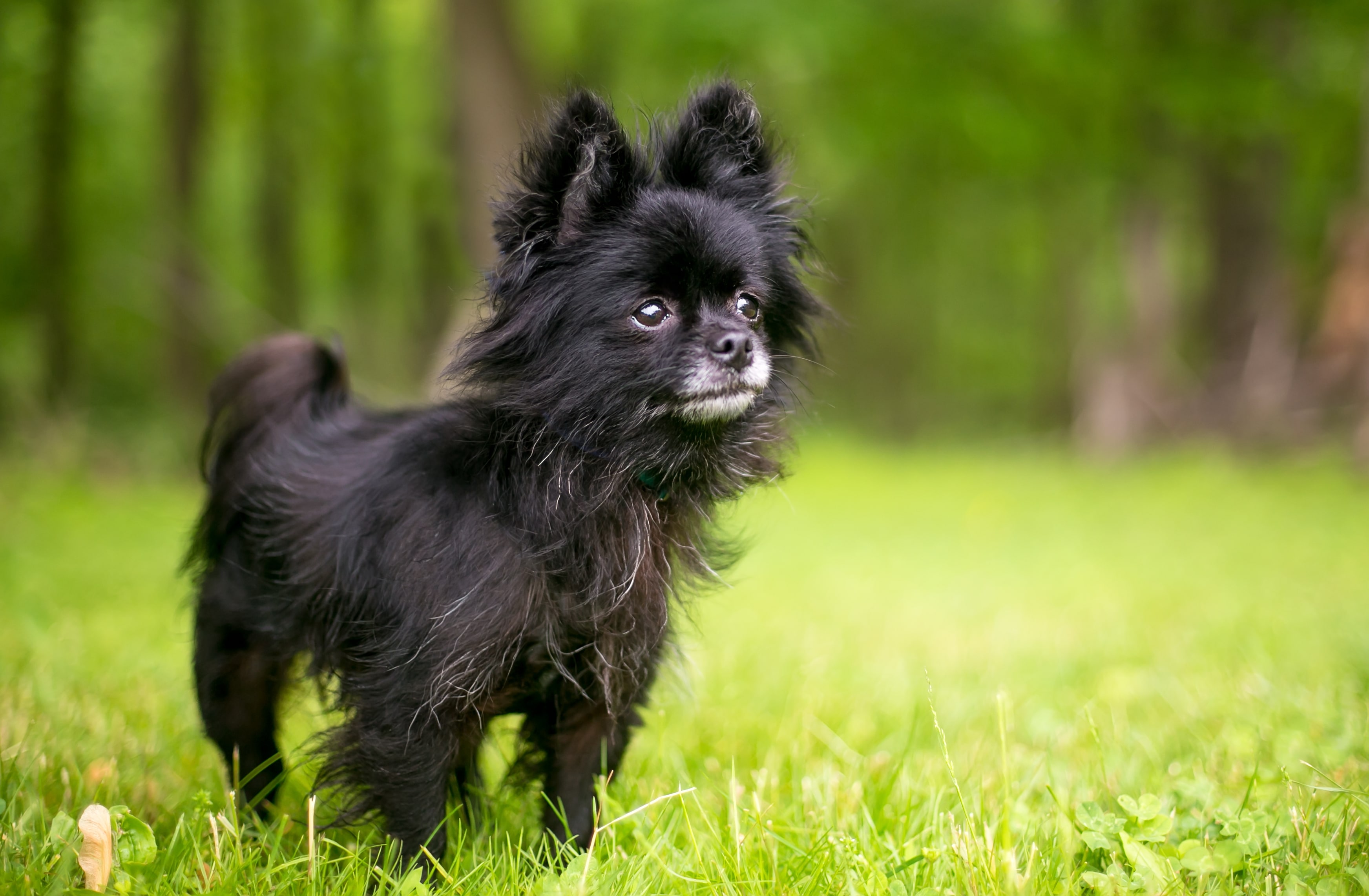 Pomchi Dog Breed Information & Characteristics