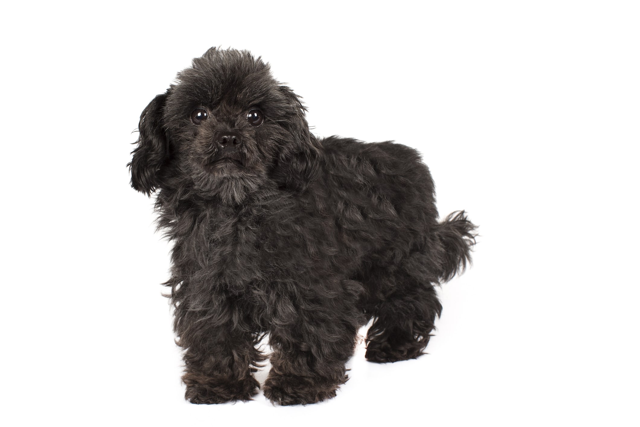Chi-Poo Dog Breed Information & Characteristics