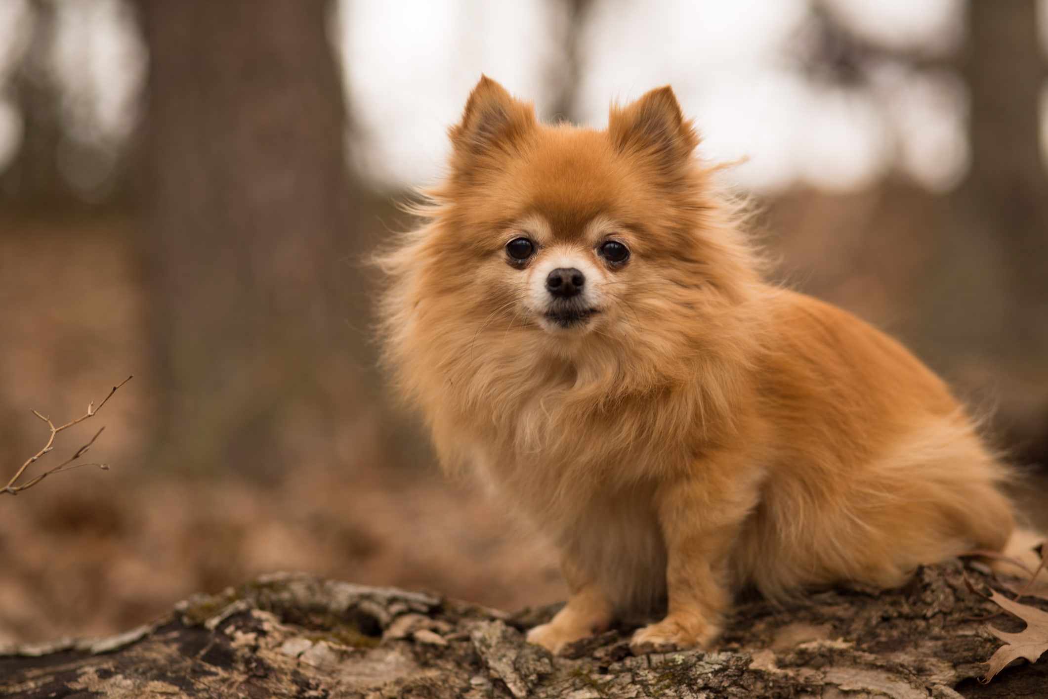 Pomchi Dog Breed Information & Characteristics