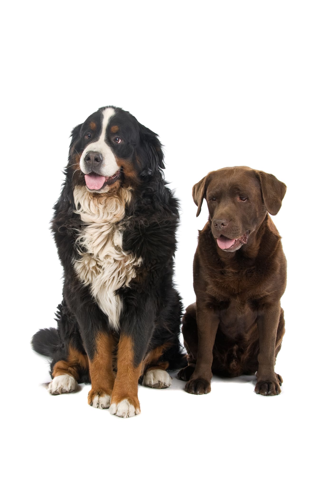 Labernese Dog Breed Information & Characteristics