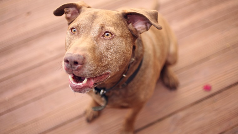 Labrabull Mixed Dog Breed Pictures, Characteristics, & Facts