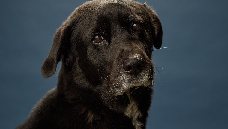 Afador Mixed Dog Breed Pictures, Characteristics, & Facts