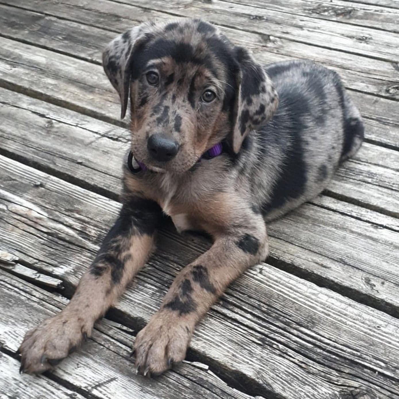 American Leopard Hound Dog Breed Information & Characteristics