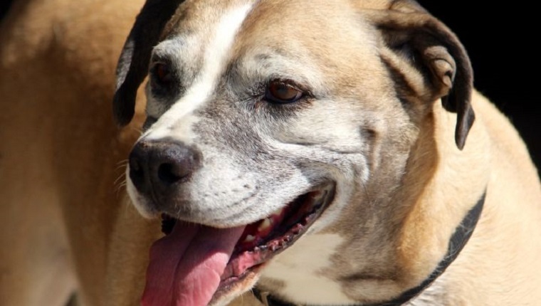 American Pugabull Dog Breed Pictures, Characteristics, & Facts