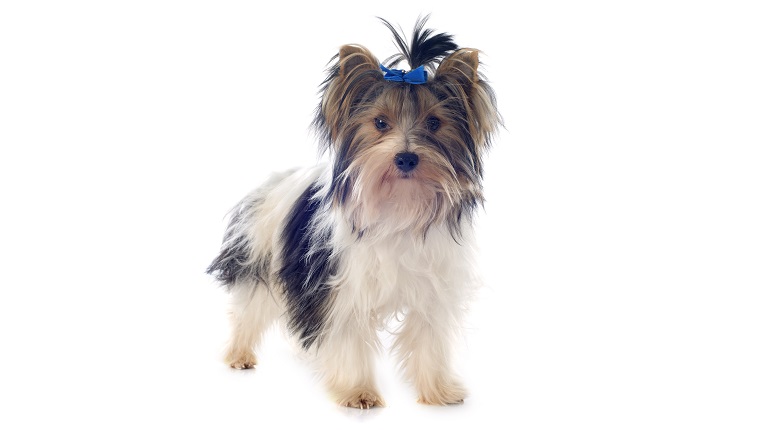 Biewer Terrier Dog Breed Pictures, Characteristics, & Facts