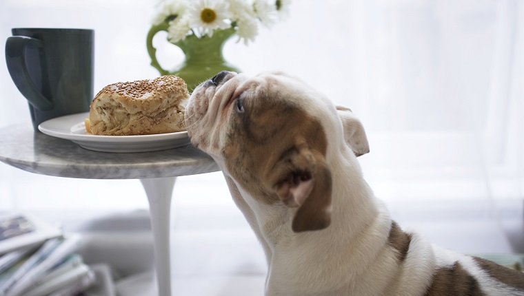 Can Dogs Eat Bread? Is Bread Safe For Dogs? - DogTime