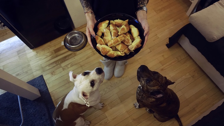 Can Dogs Eat Bread? Is Bread Safe For Dogs? - DogTime